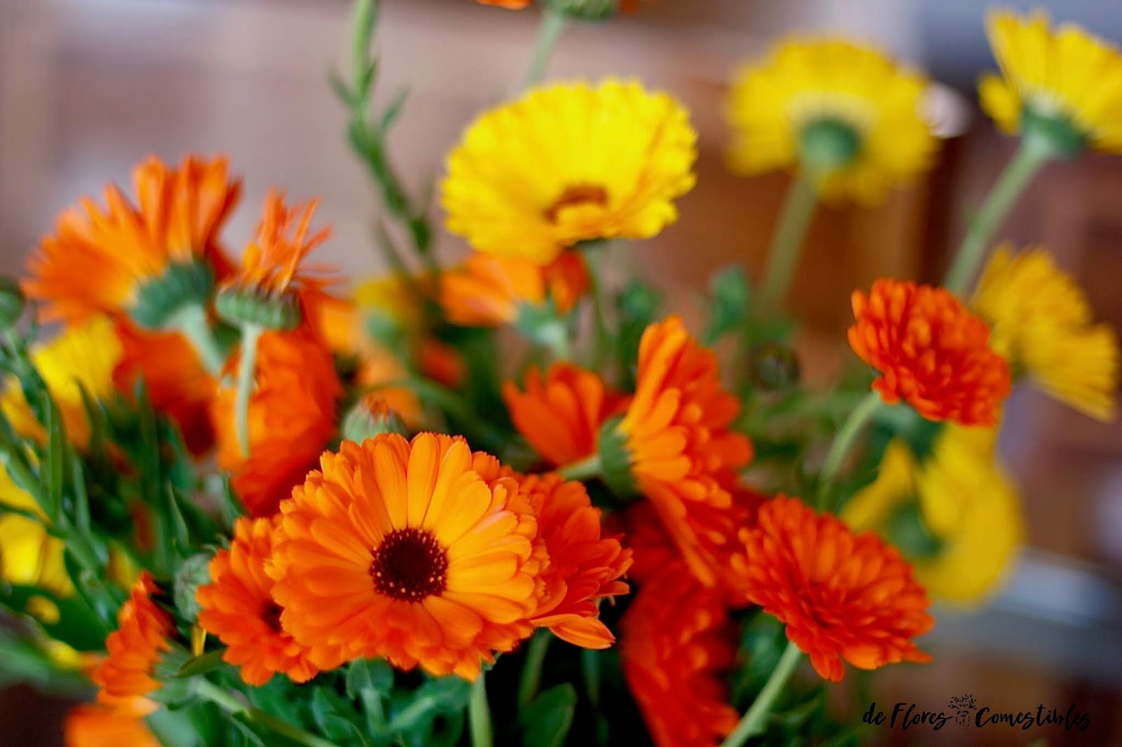 Flor caléndula | De flores comestibles