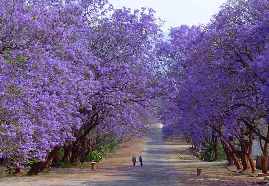 Jacarandá - Jacaranda mimosifolia, D. Don
