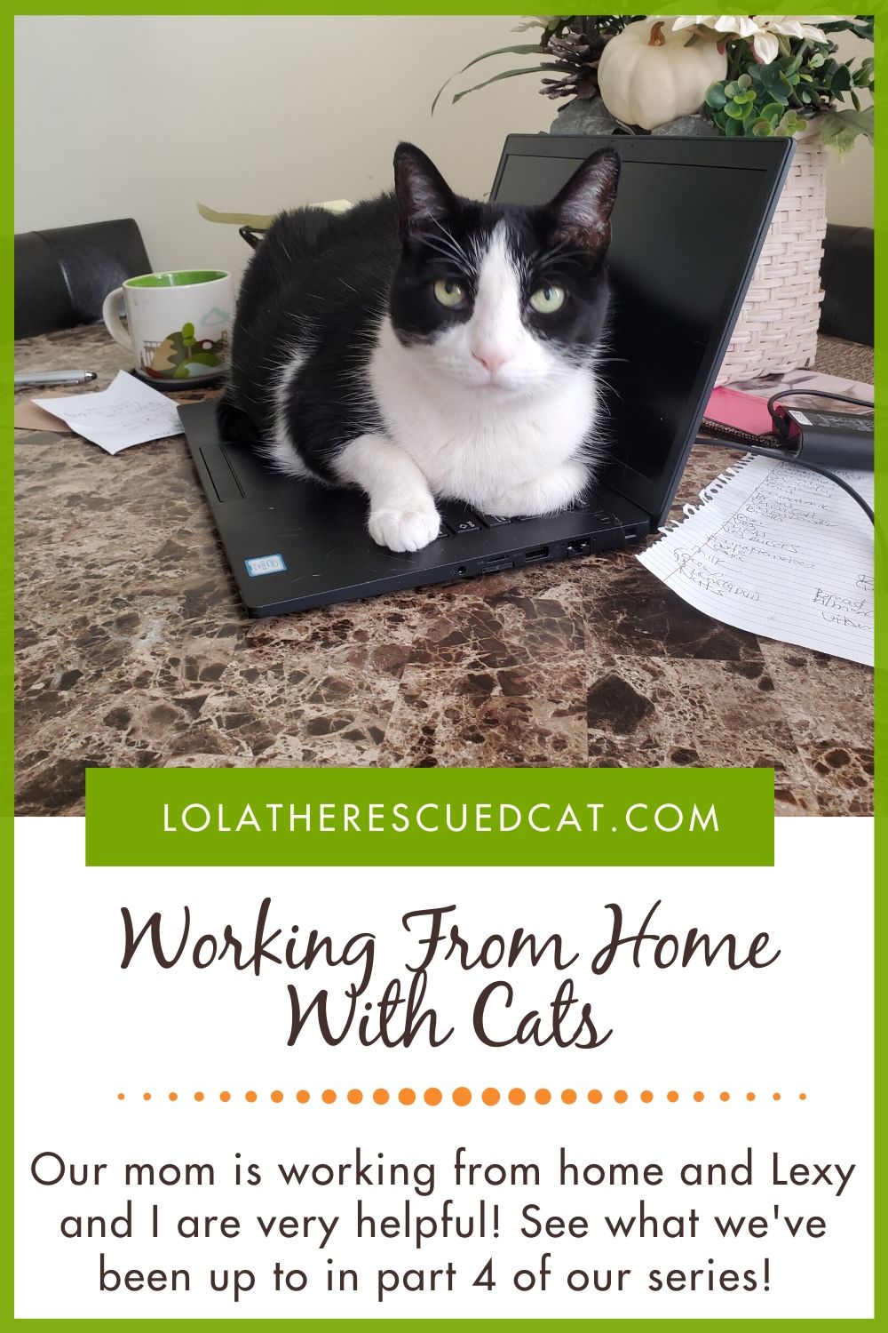 Working From Home With Cats - Part 4 | Lola The Rescued Cat