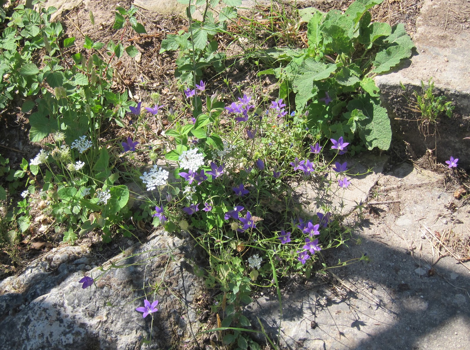 Gillie's Big World: Village Life in Northern Lebanon