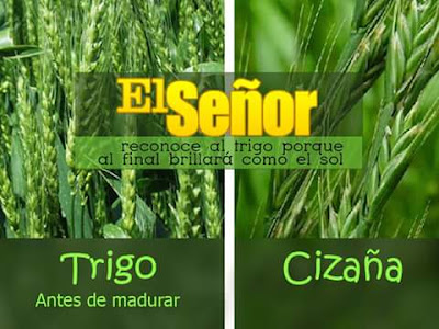 MILES CHRISTI: EL TRIGO Y LA CIZAÑA