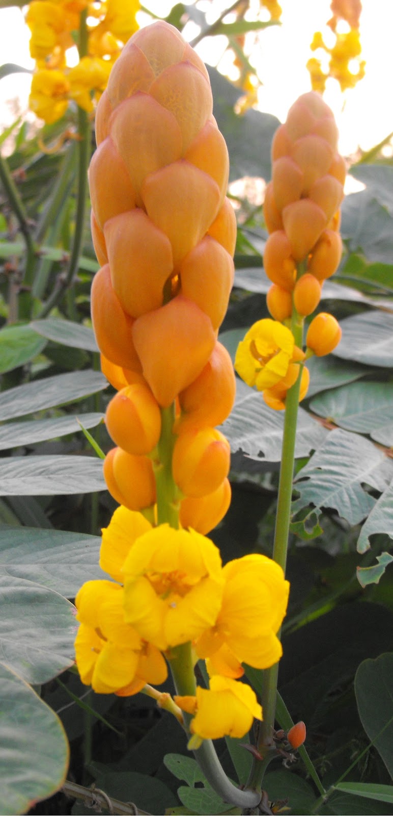 Health Benefits of Akapulko or Asunting