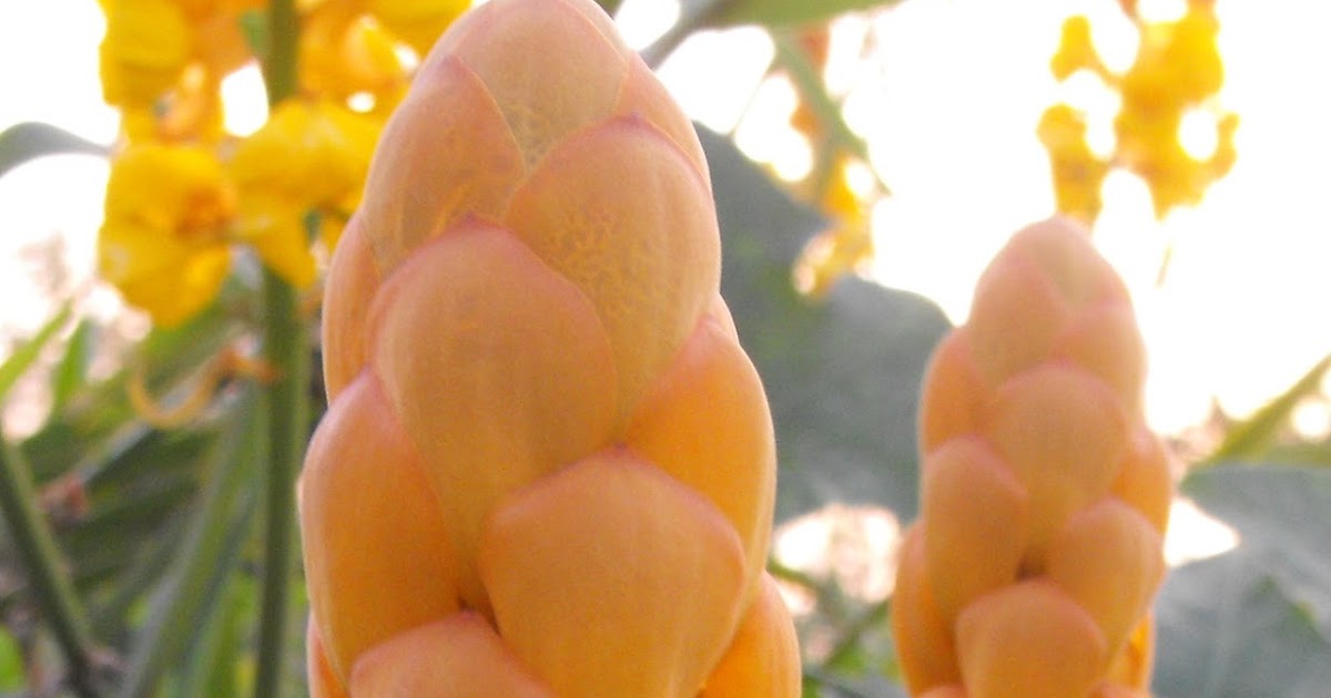 Herbal Remedy Treatments: Health Benefits of Akapulko or Asunting