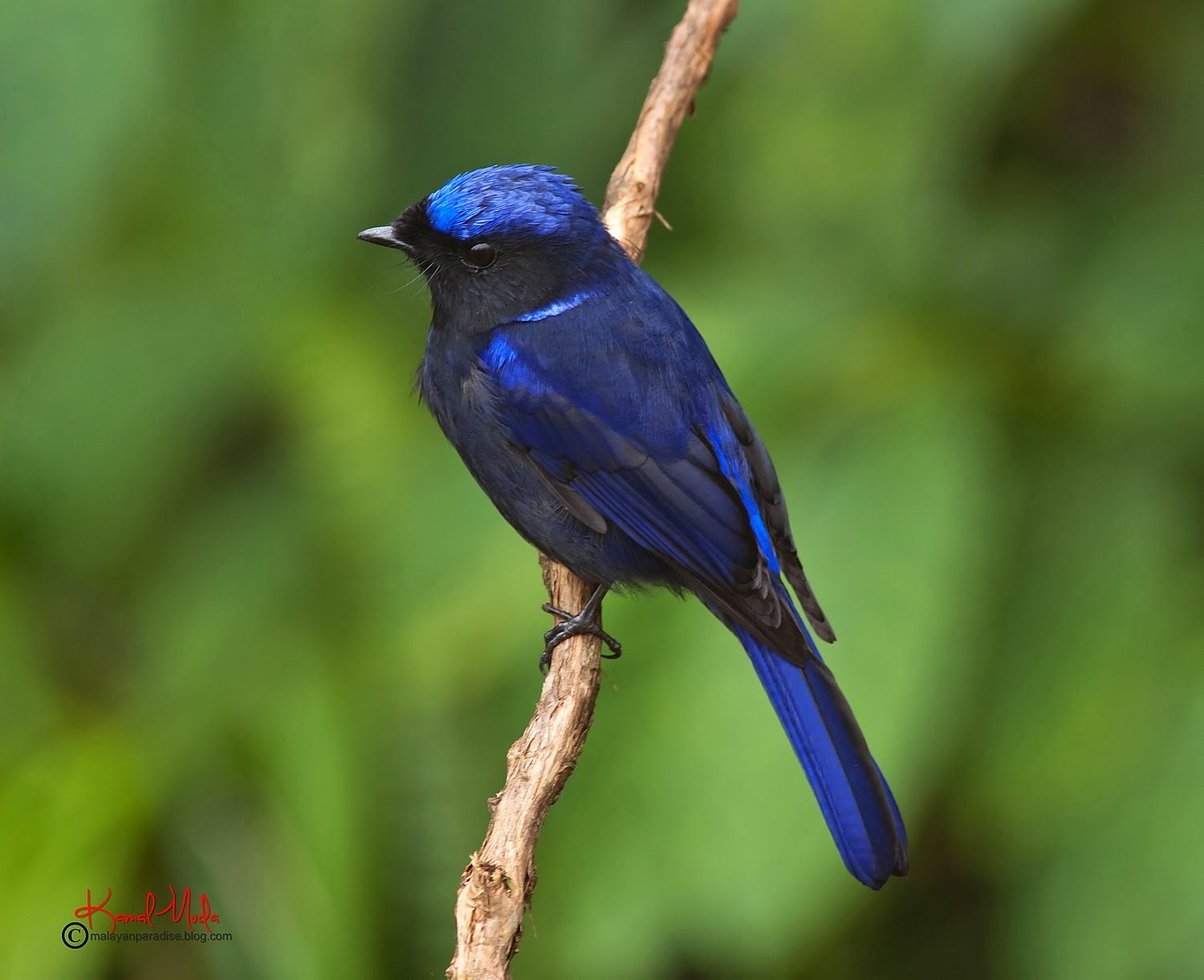 SOUTH EAST ASIA BIRDS - Malaysia birds paradise: Large Niltava (Niltava ...