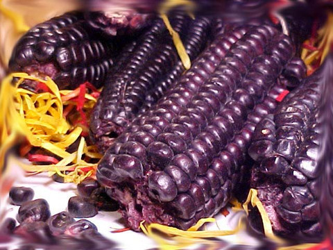 Milho Roxo Peruano