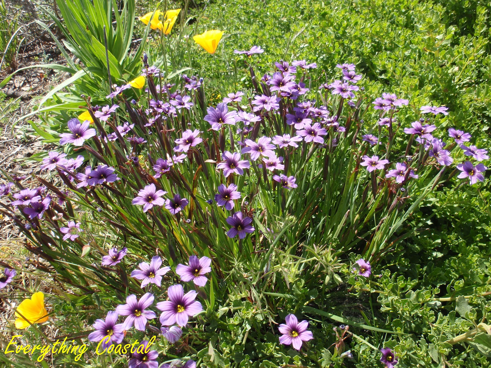 Everything Coastal: Spring on the California Coast