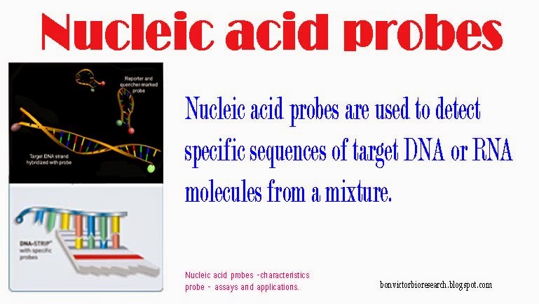bonvictor bioresearch: Nucleic acid probes - characteristics, probe ...