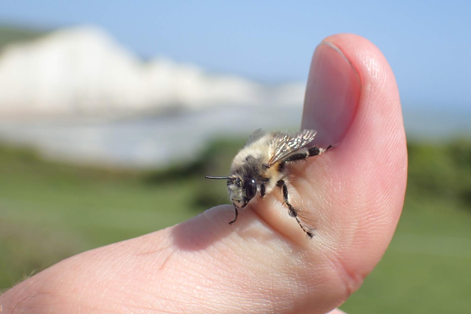 The Lyons Share: Potter Flower-bee (Anthophora retusa) thriving at ...