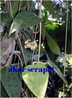 Khasiat akar serapat - | ANAK KEDAH