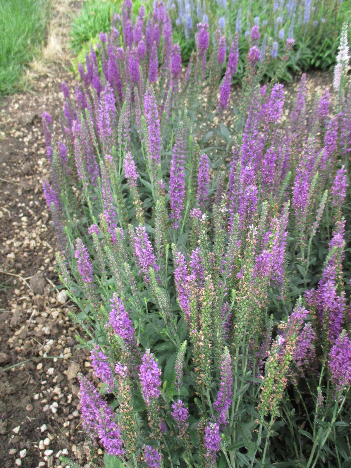 Rotary Botanical Gardens - Hort Blog: Vivid Veronicas