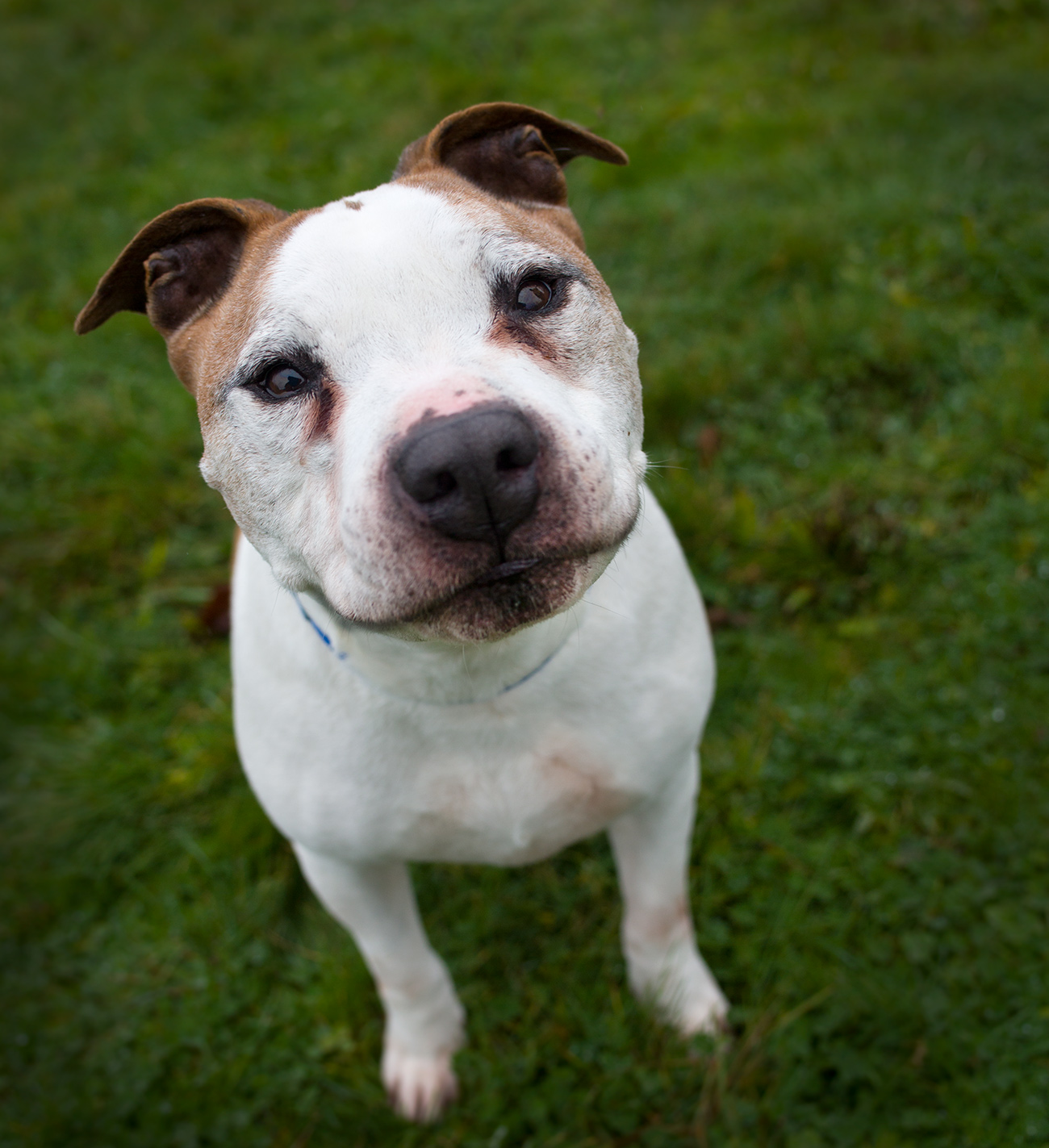 Shelter Dogs of Portland: "ANDRE B" distinctive, very friendly senior ...