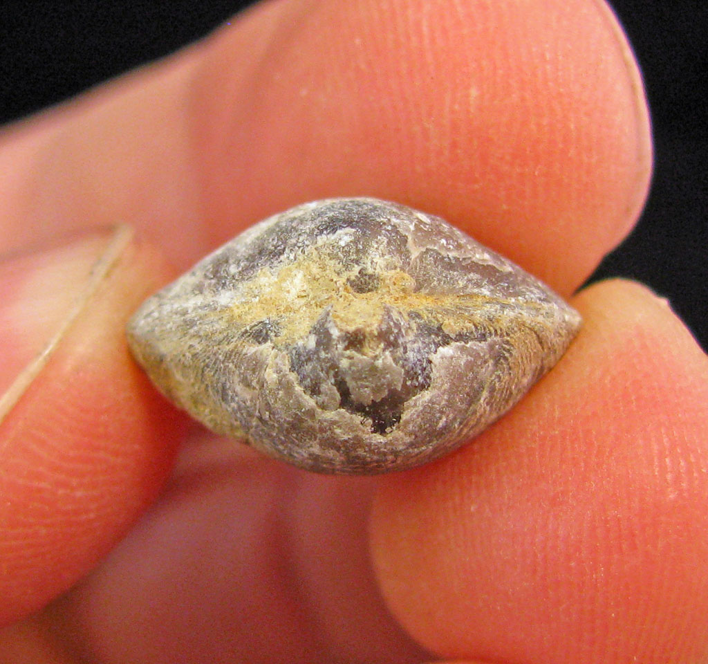 Views of the Mahantango: Athyris concentrica brachiopod from Eifel, Germany