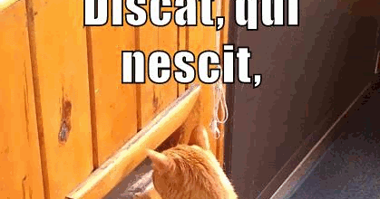 Growth Mindset & Feedback Cats: Latin: Discat, qui nescit