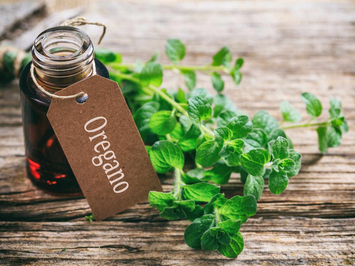 Health Benefits and Uses for Oregano