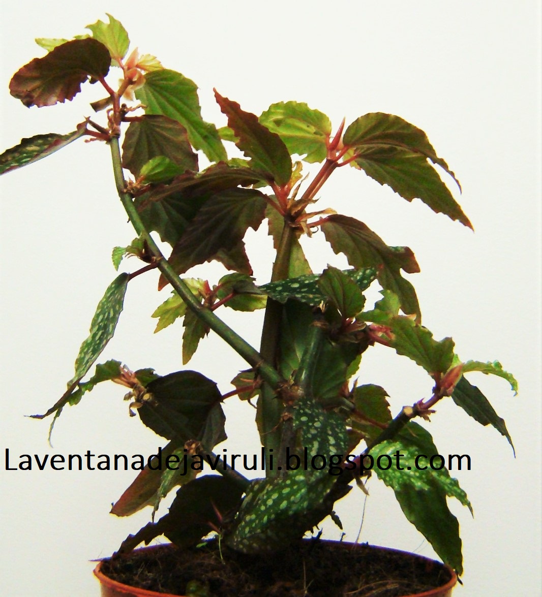 LA VENTANA DE JAVIRULI: PLANTAS DE INTERIOR (85): BEGONIA MEDORA ...