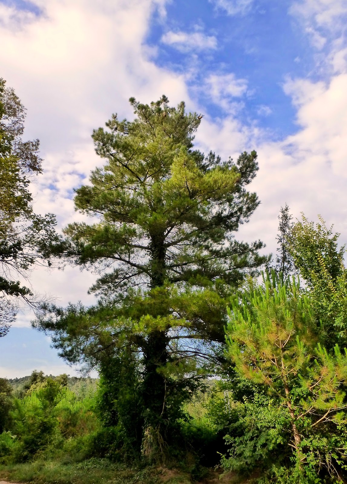 Árboles con alma: Pino rodeno. Pino marítimo. Pinastre. (Pinus pinaster)