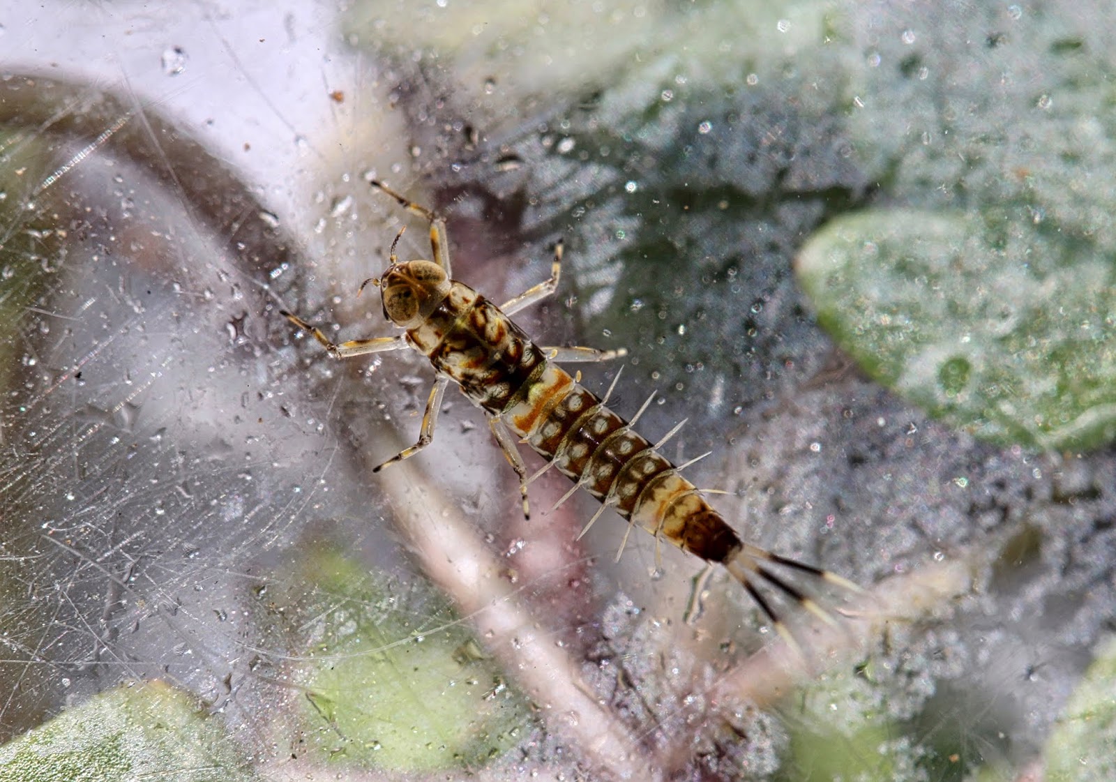 Aquatic Insects Of Central Virginia March 2019