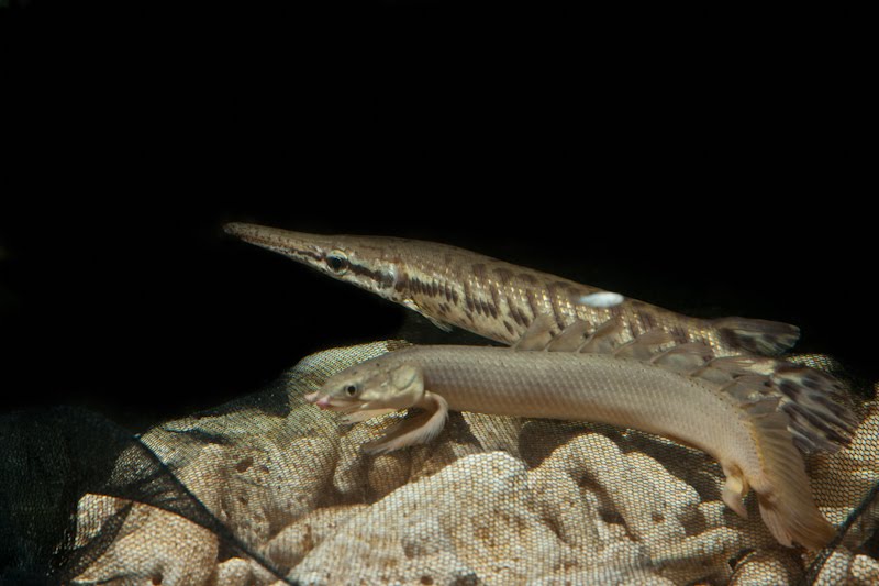 My Quest For Predatory & Oddball Fishes: Polypterus Senegalus aka Gray ...