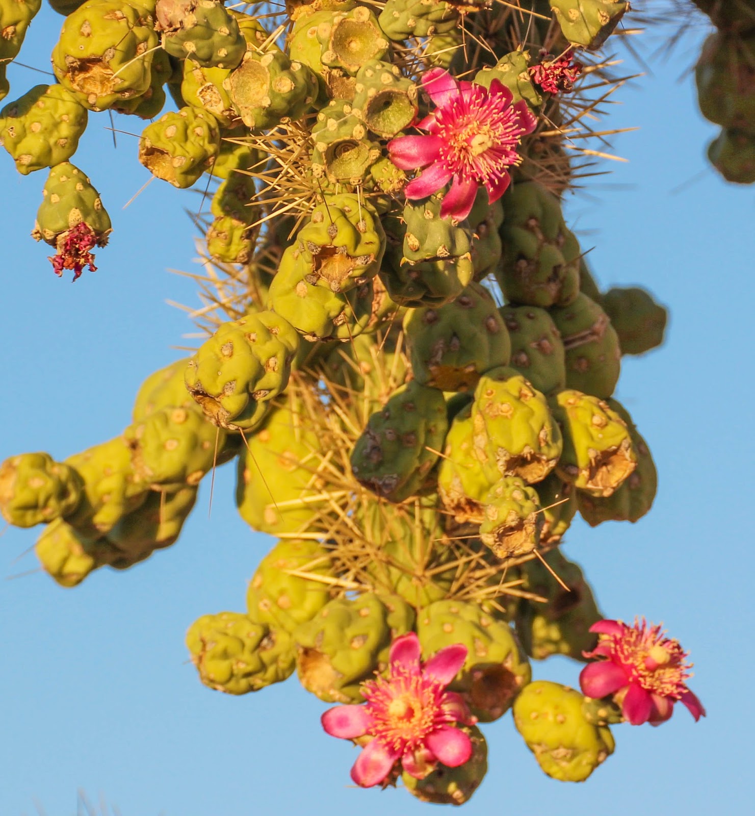 Cannundrums: Chain Fruit Cholla Flowers
