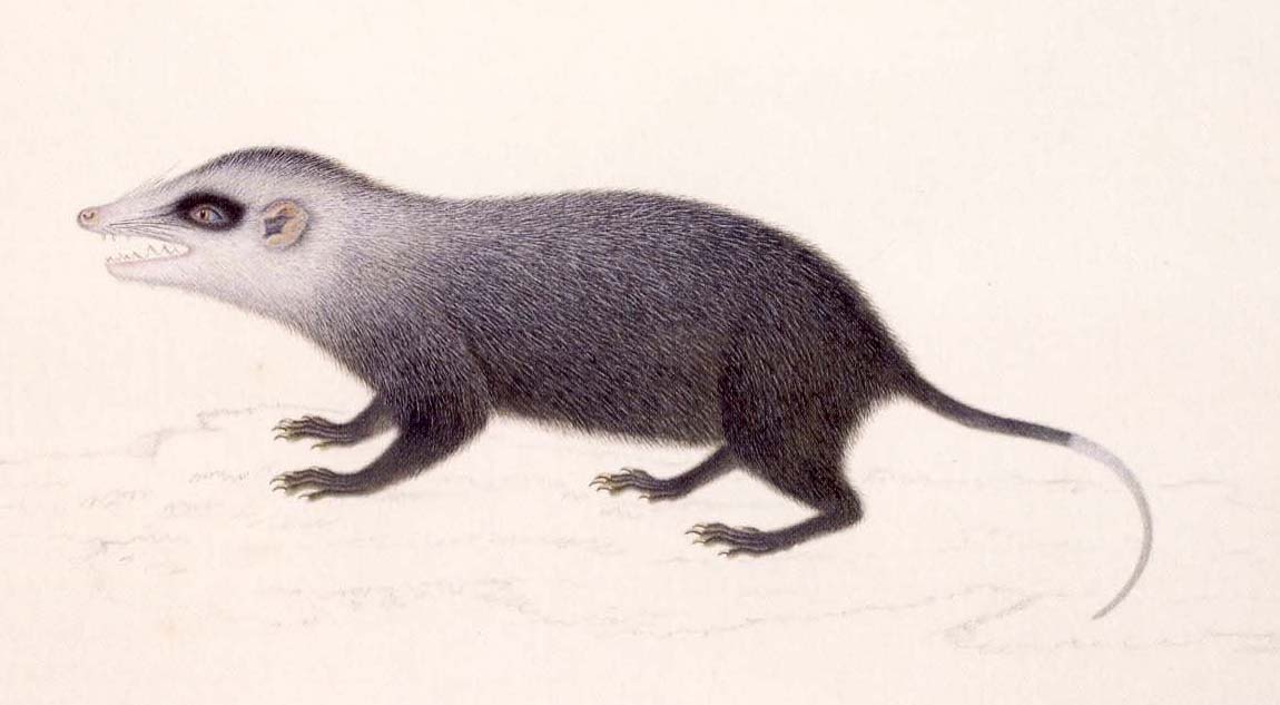 The Evolving Placenta: May 2013