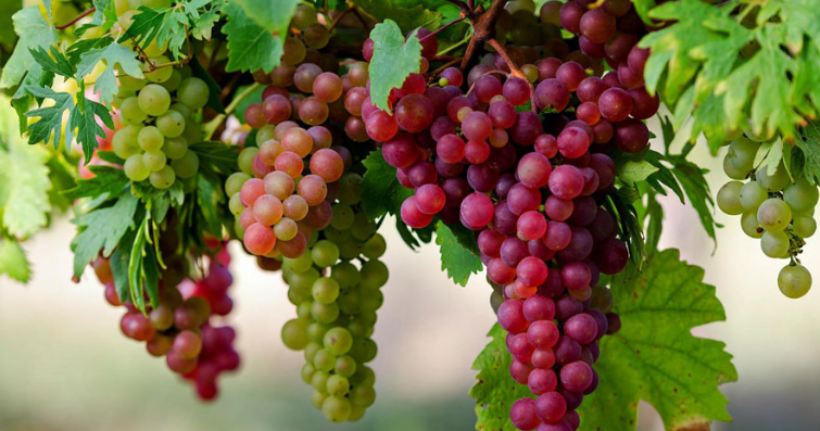 Inilah Buah-buahan dalam Surga yang Tidak Ada di Dunia