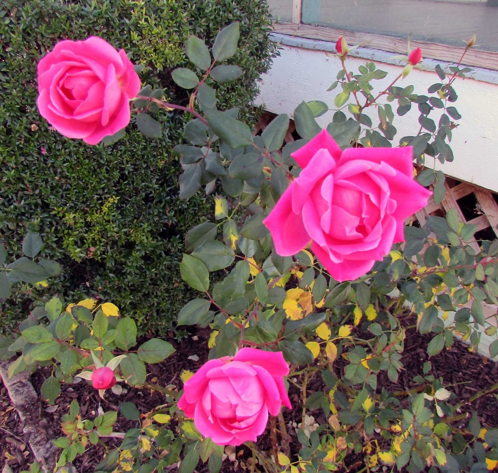 Chandler's Tumbleweed Ranch