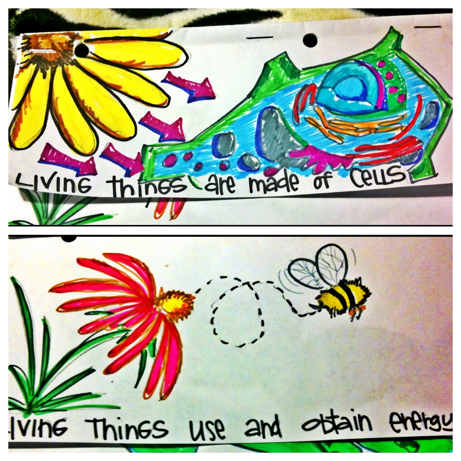 Pitotti's Panther Page: 9/16/12 - 9/23/12