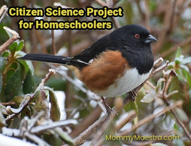Mommy Maestra: The Great Backyard Bird Count 2021