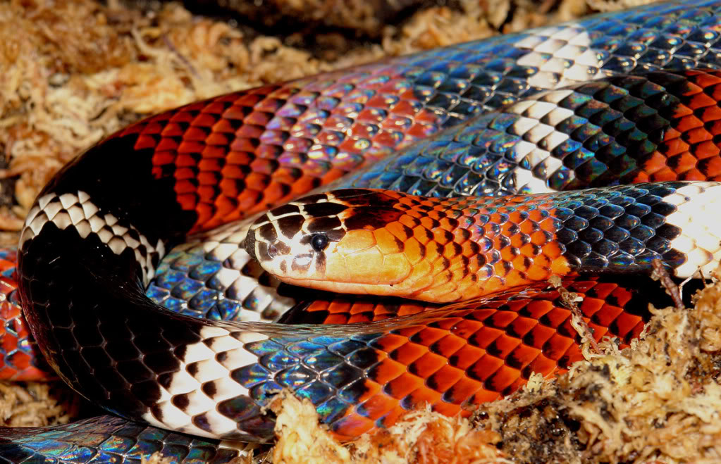 Estação Ecológica de Arêdes: A fauna de Aredes #3 A Cobra-Coral
