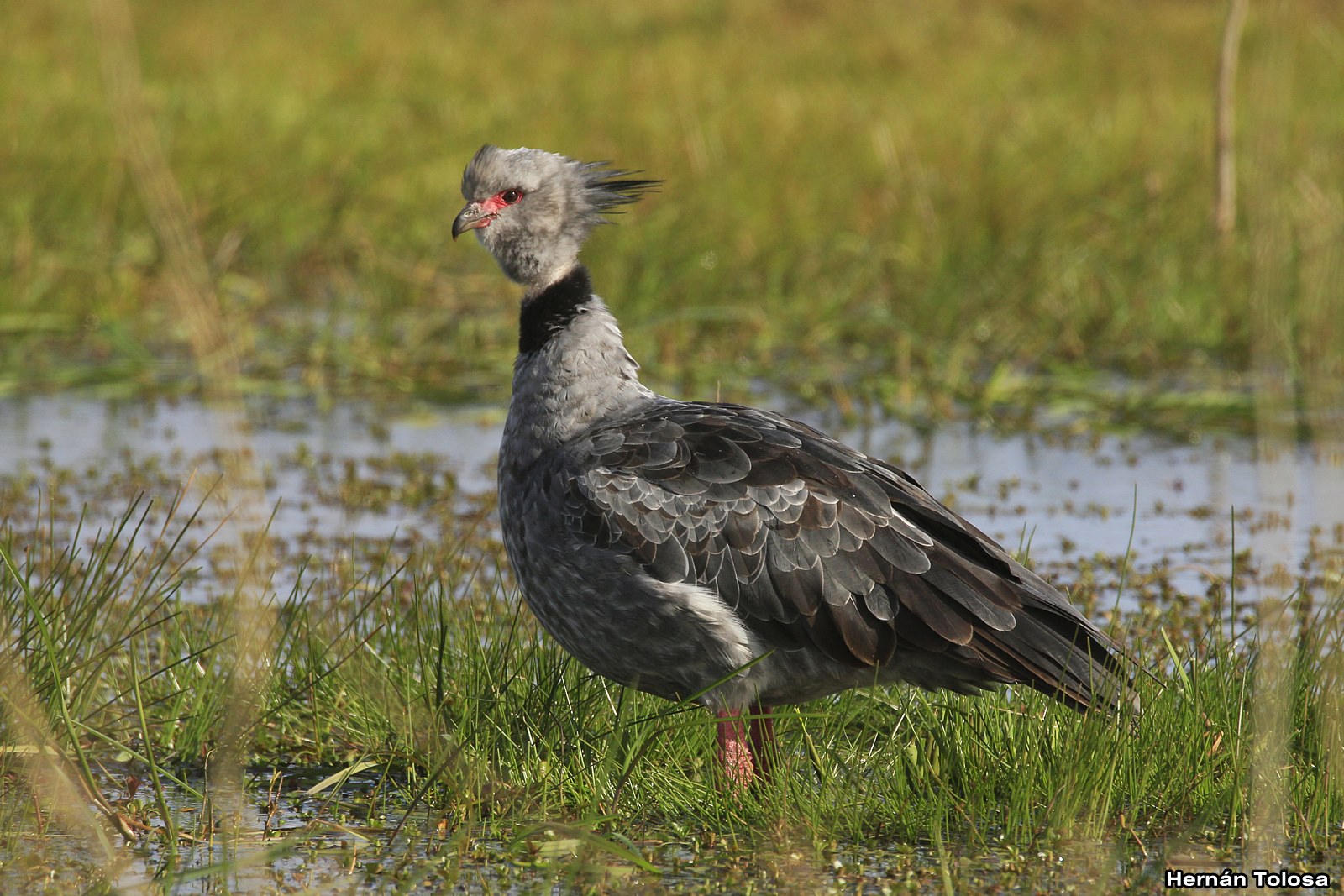 Aves Bonaerenses: Un casal de chajá