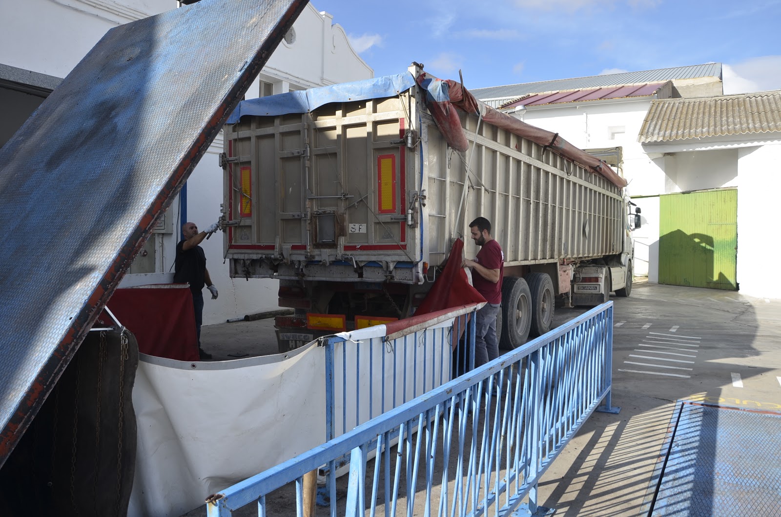 Harvesting grapes: winery tasks