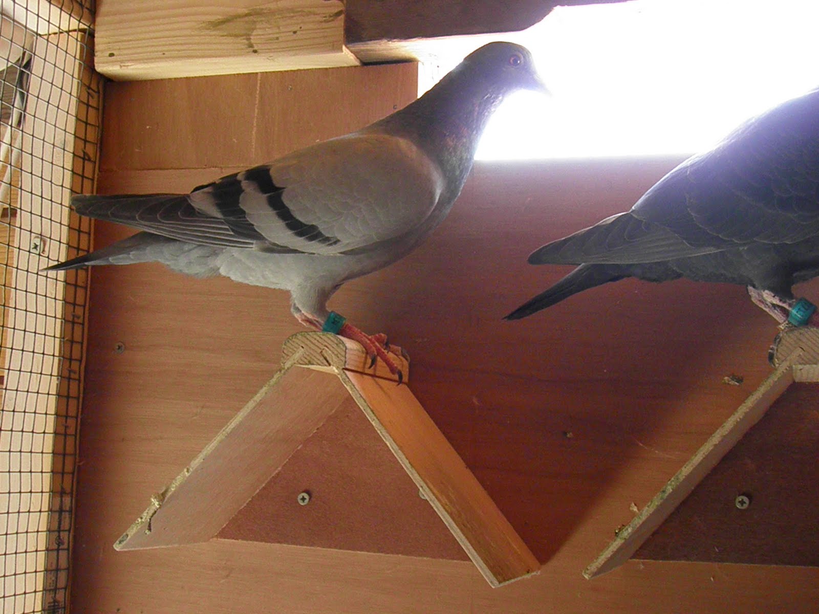 postduiven: Mijn duiven