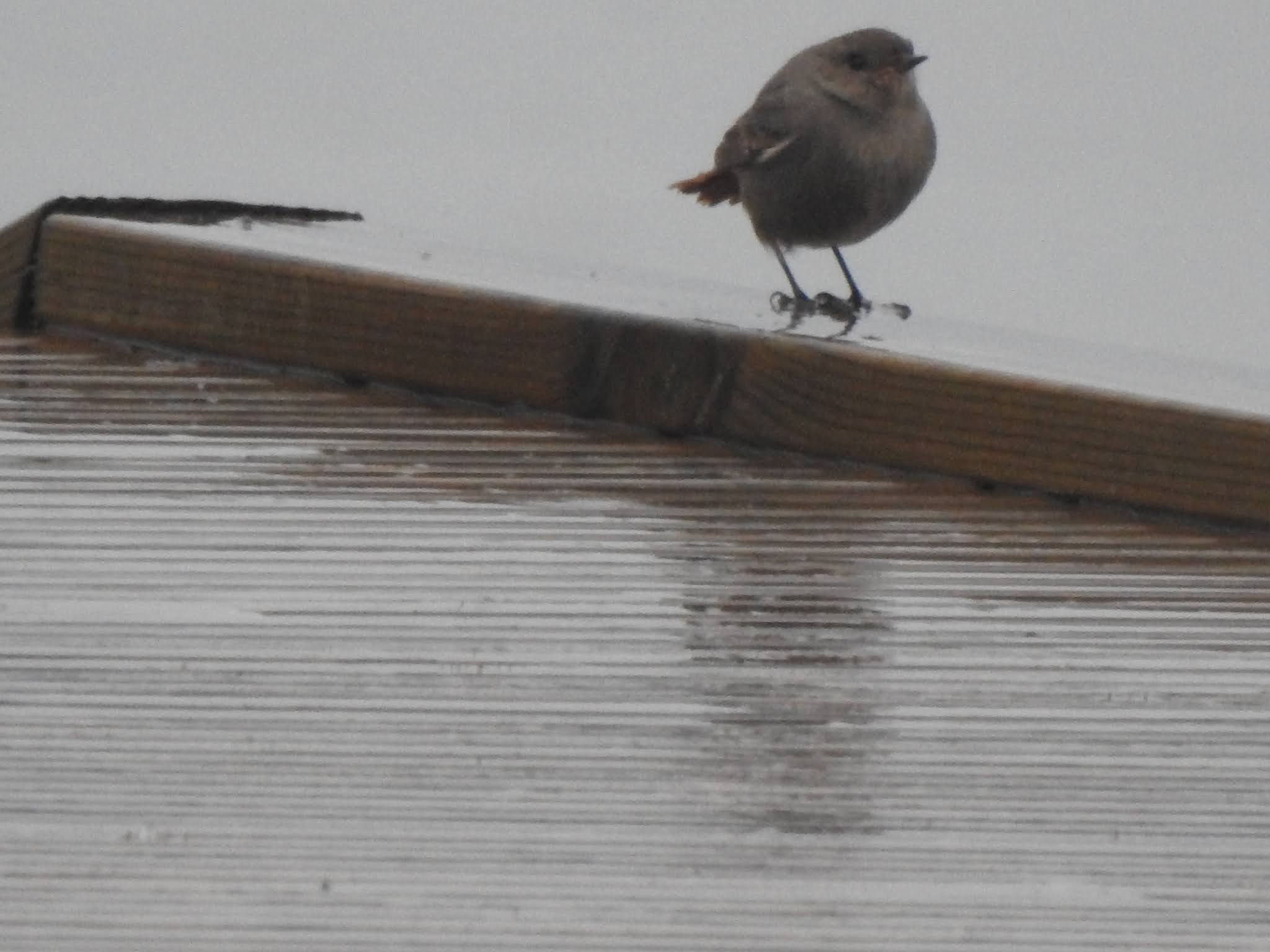 PASARI DIN ROMANIA: CODROS DE MUNTE (2), Phoenicurus ochruros