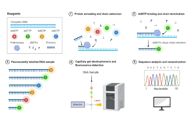 MICROBIOLOGY BLOG FOR STUDENTS (MBLOGSTU): Sequencing