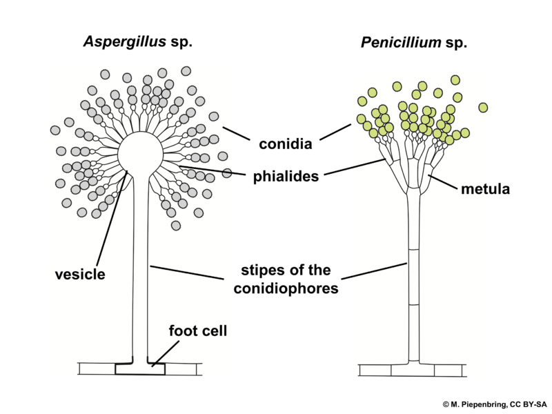 Different Types of Reproduction in Fungi - Your Learning Point