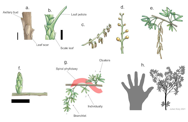 Fantastic Caytoniales and how to reconstruct them.