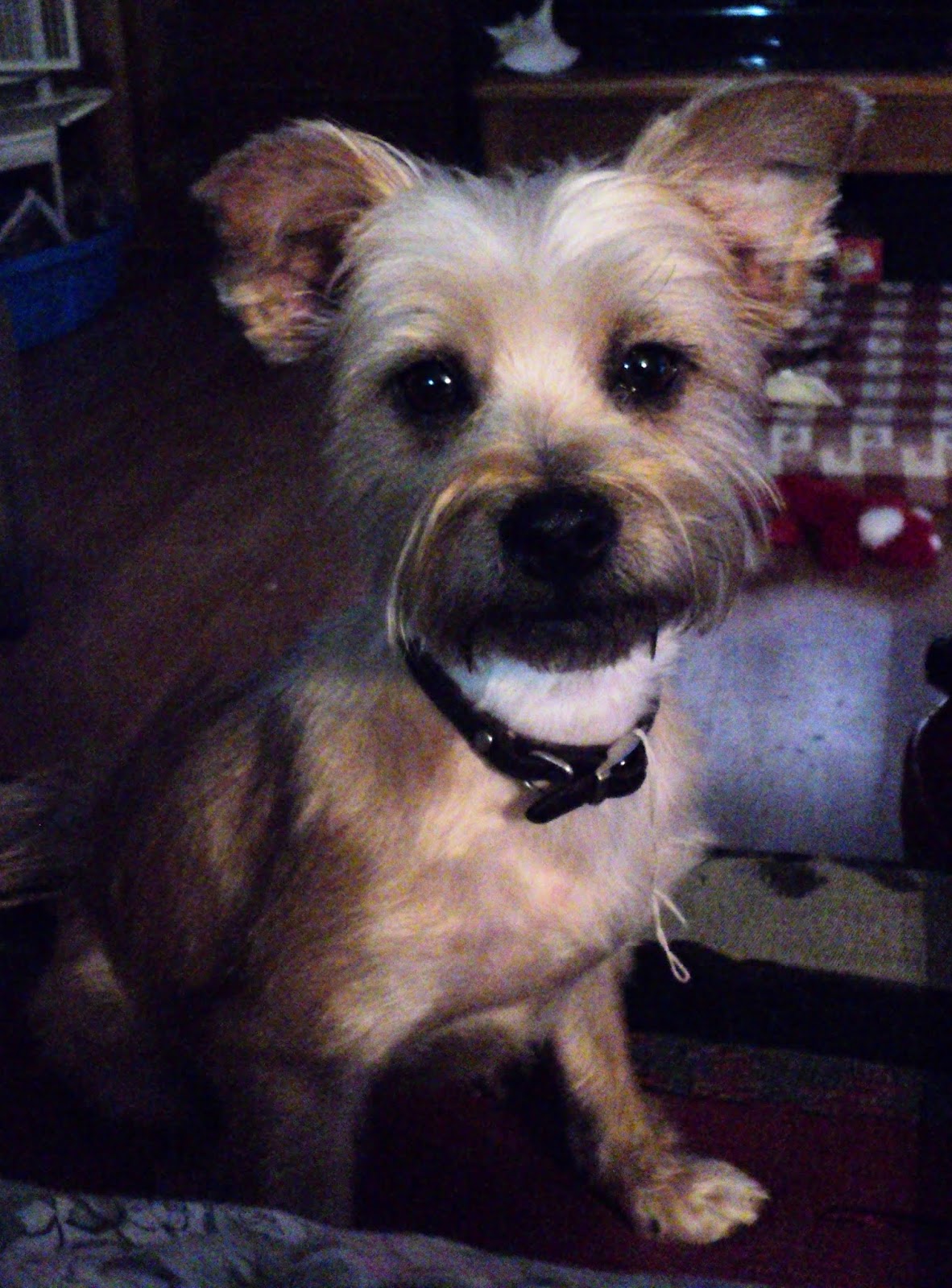 Foster Dogs: Choosing a Dog Rescue