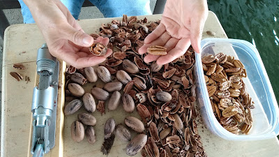 Mai Thai Wanderings: Picking pecans in the fall