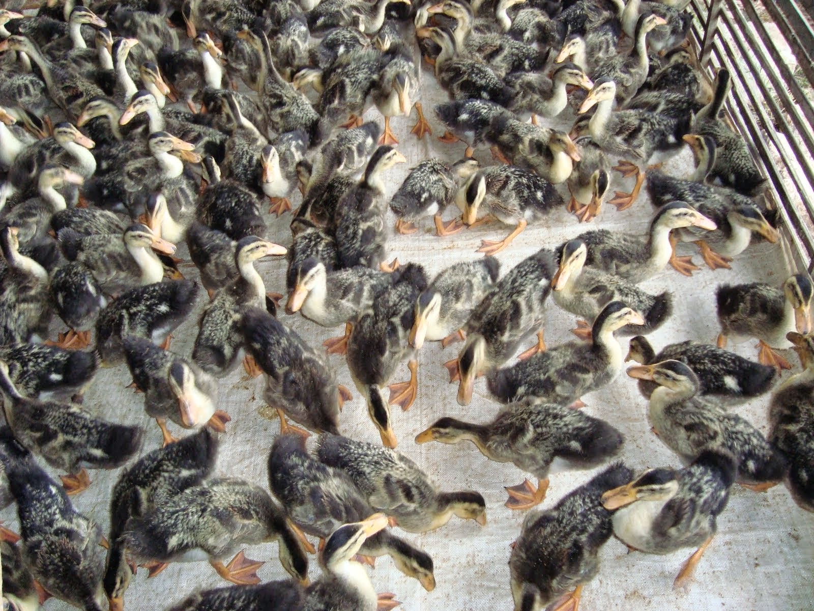 ivanildosantos: gambar itik