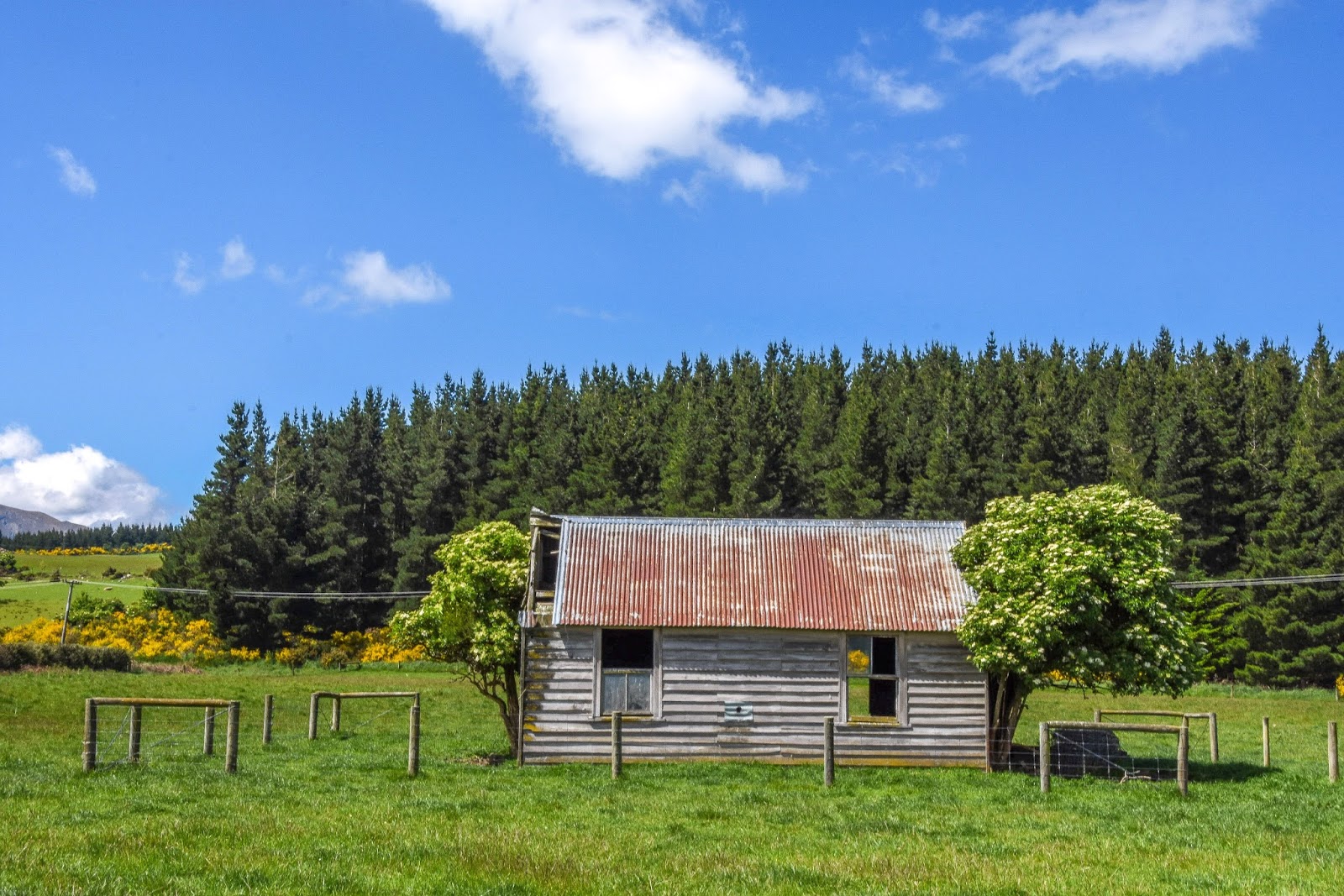 Paws Awhile: Lake Coleridge & Village