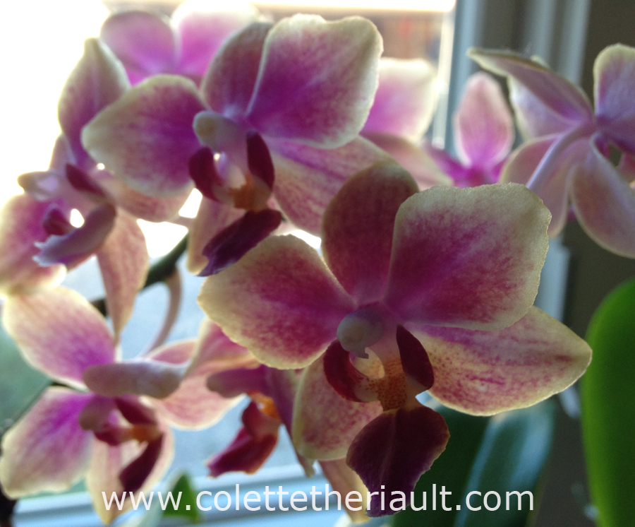 My World of Orchids...and a bit more: Miniature moth orchids in pink ...