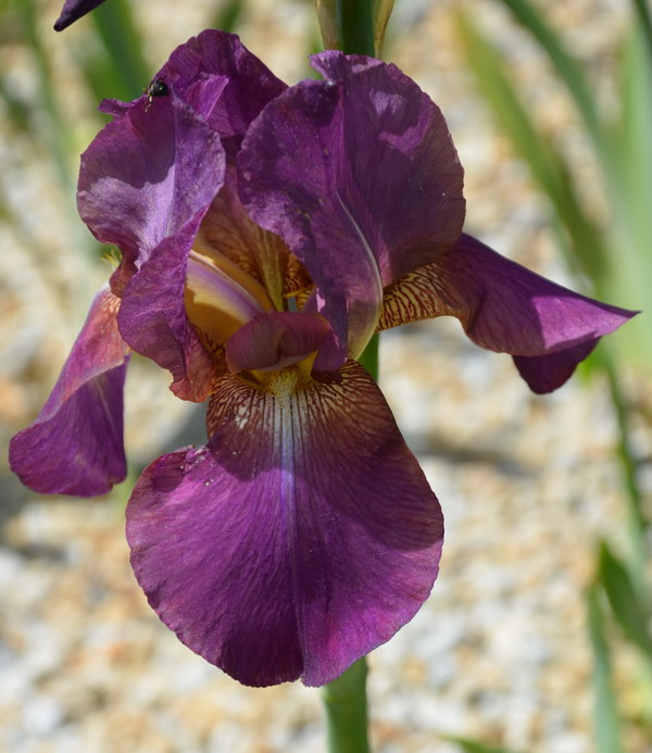 World of Irises: FRENCH IRIS FROM THE PAST NAMED AFTER LADIES