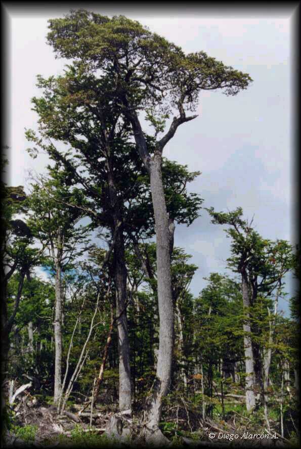 Argentina nativa: Coihue de Magallanes (Nothofagus betuloides)