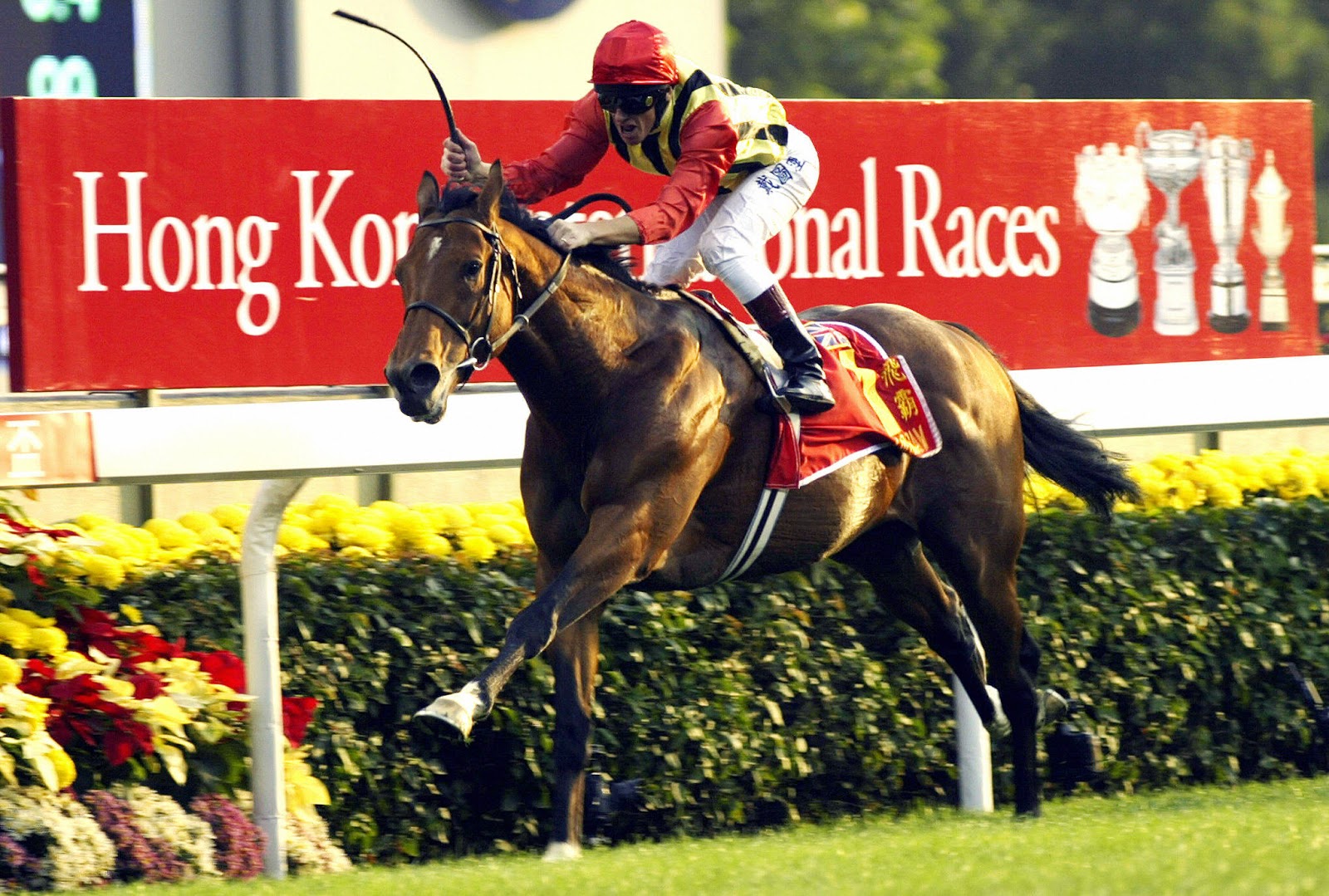 Falbrav è il cavallo italiano più forte degli ultimi 20 anni. Ecco il ...