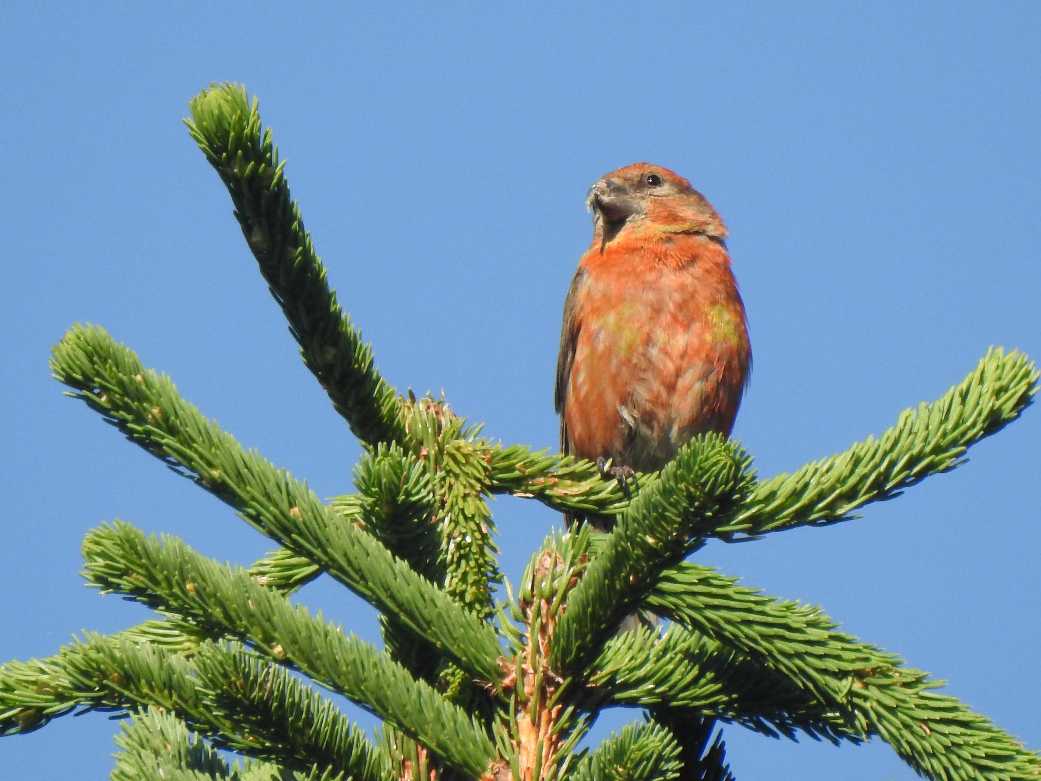 PASARI DIN ROMANIA: FORFECUTA (1), Loxia curvirostra