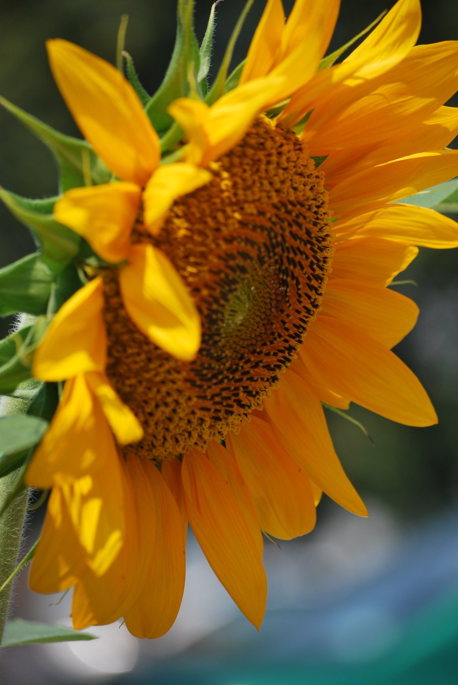 Hot Sunflower Wallpapers 5