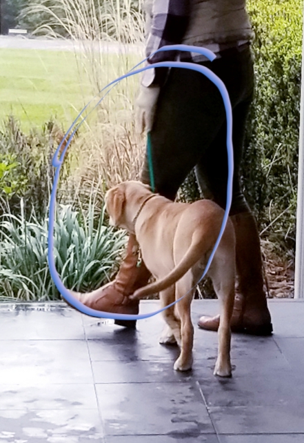 Retriever Training Program: Cliff Notes - Week 2: Left Training Turn