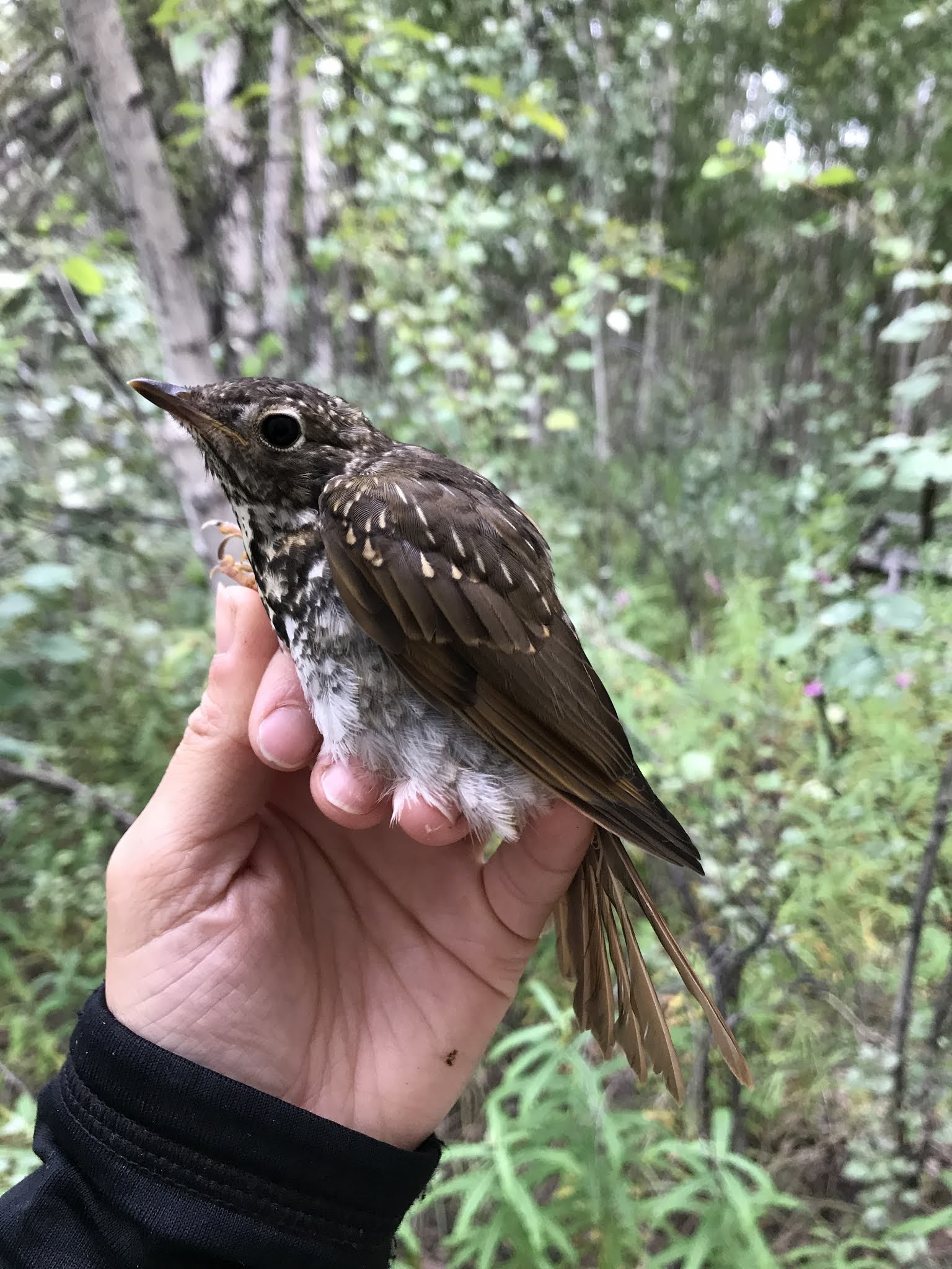 Creamer's Field Migration Station: The amazing journeys of Swainson's ...