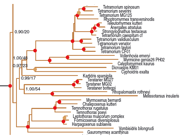 antbase: Nomenclaturial (In-)Consistency in Higher Classification of Ants