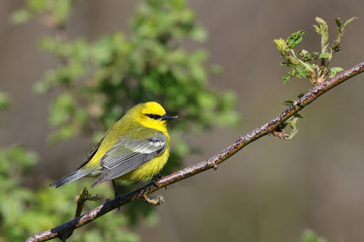 Spring Warblers